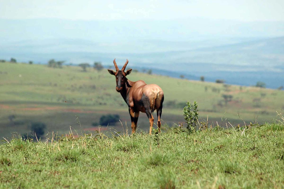 2 Days Akagera National Park - Sunset Africa Safari