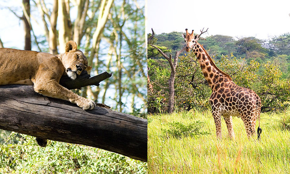 Kenya Parks and Reserves - Sunset Africa Safari