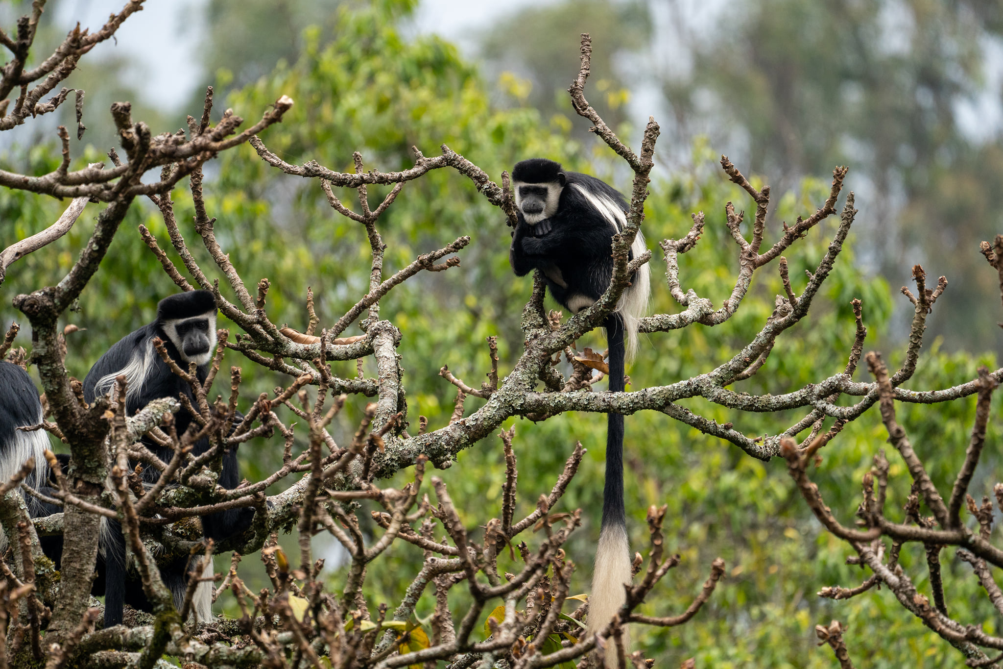 Nyungwe National Park - Sunset Africa Safari